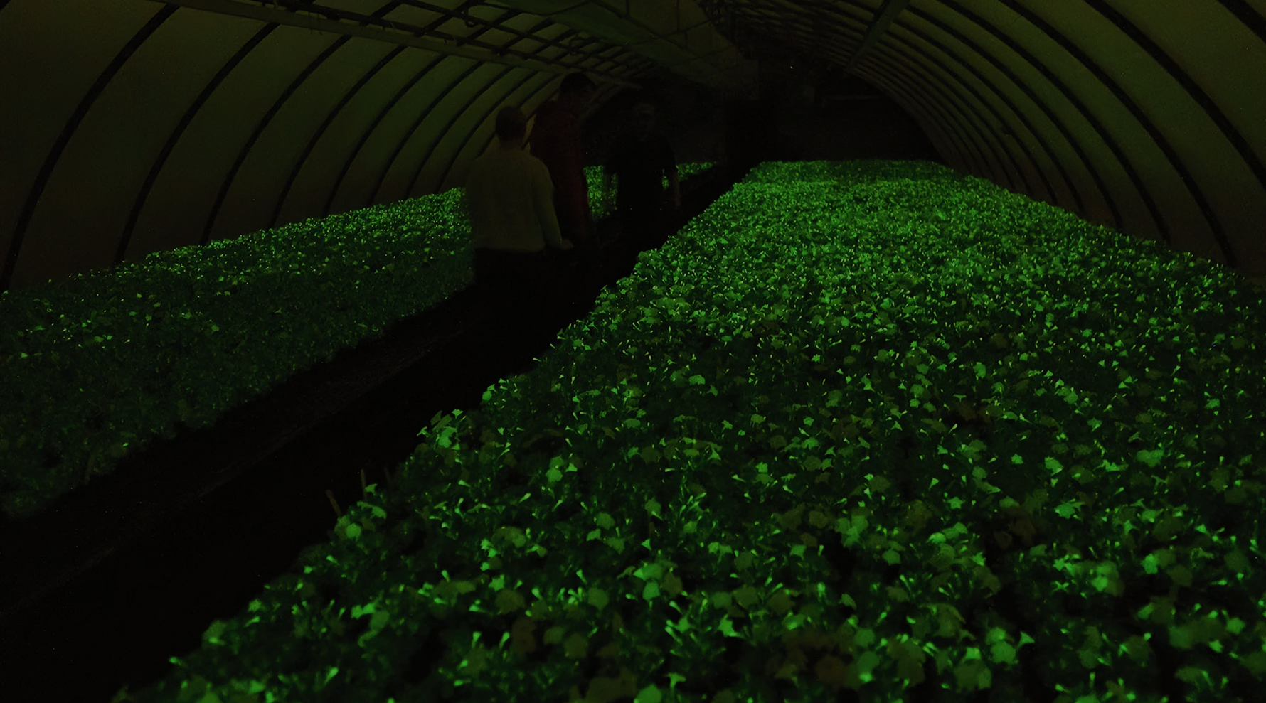 Glowing Plants by Light Bio