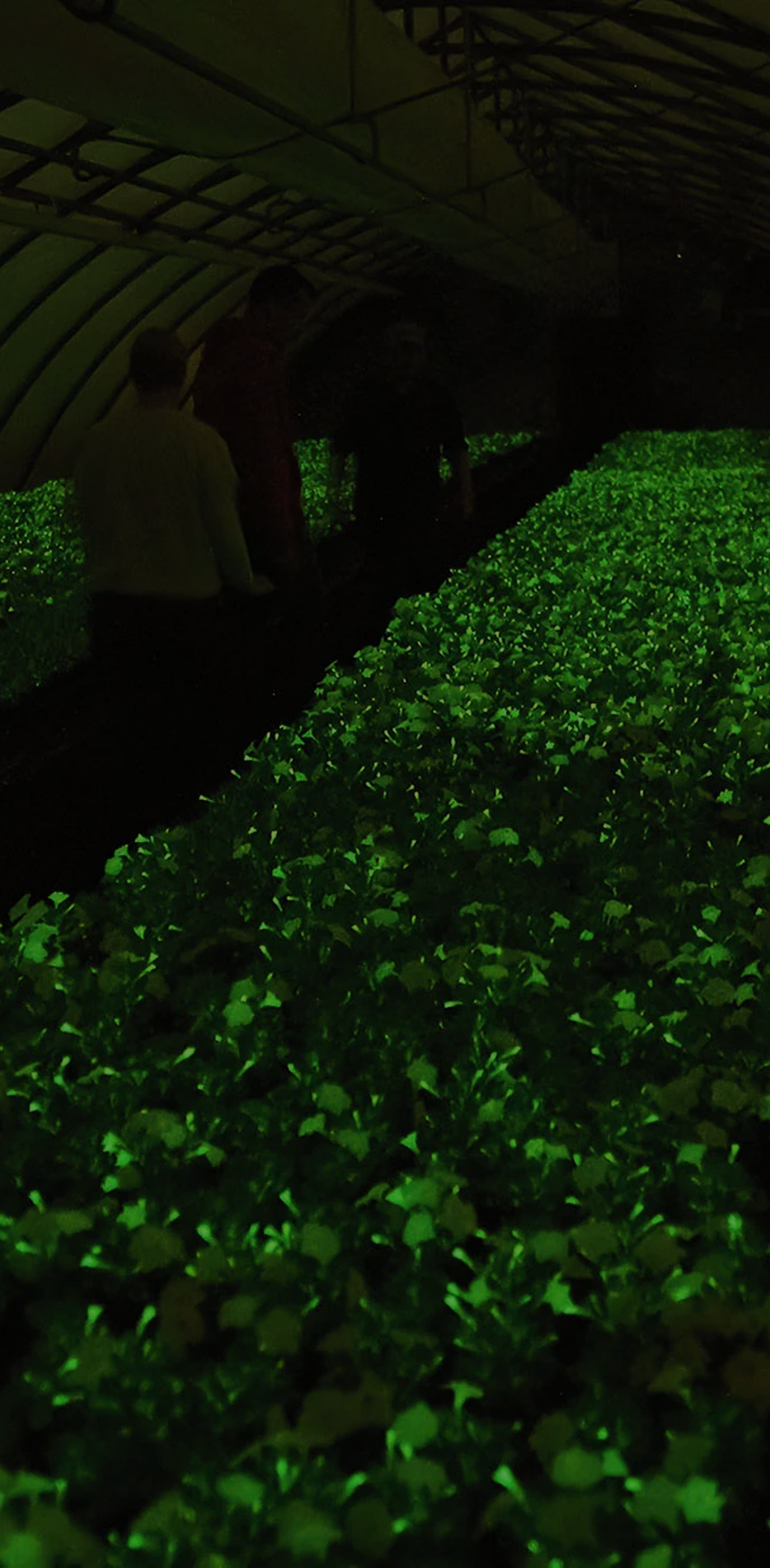 Glowing Plants by Light Bio