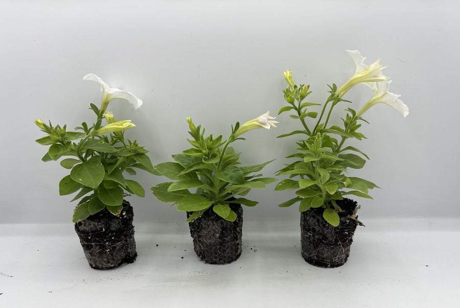 Glowing plants by Light Bio
