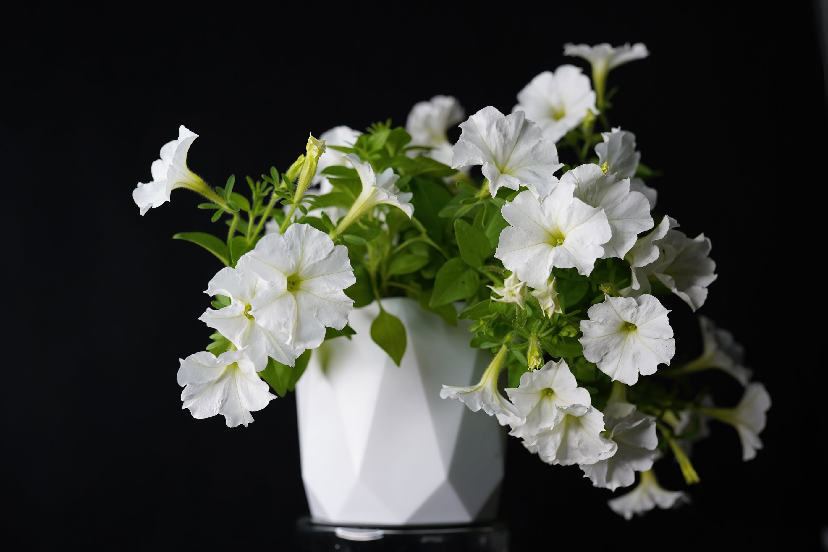 Glowing plants by Light Bio