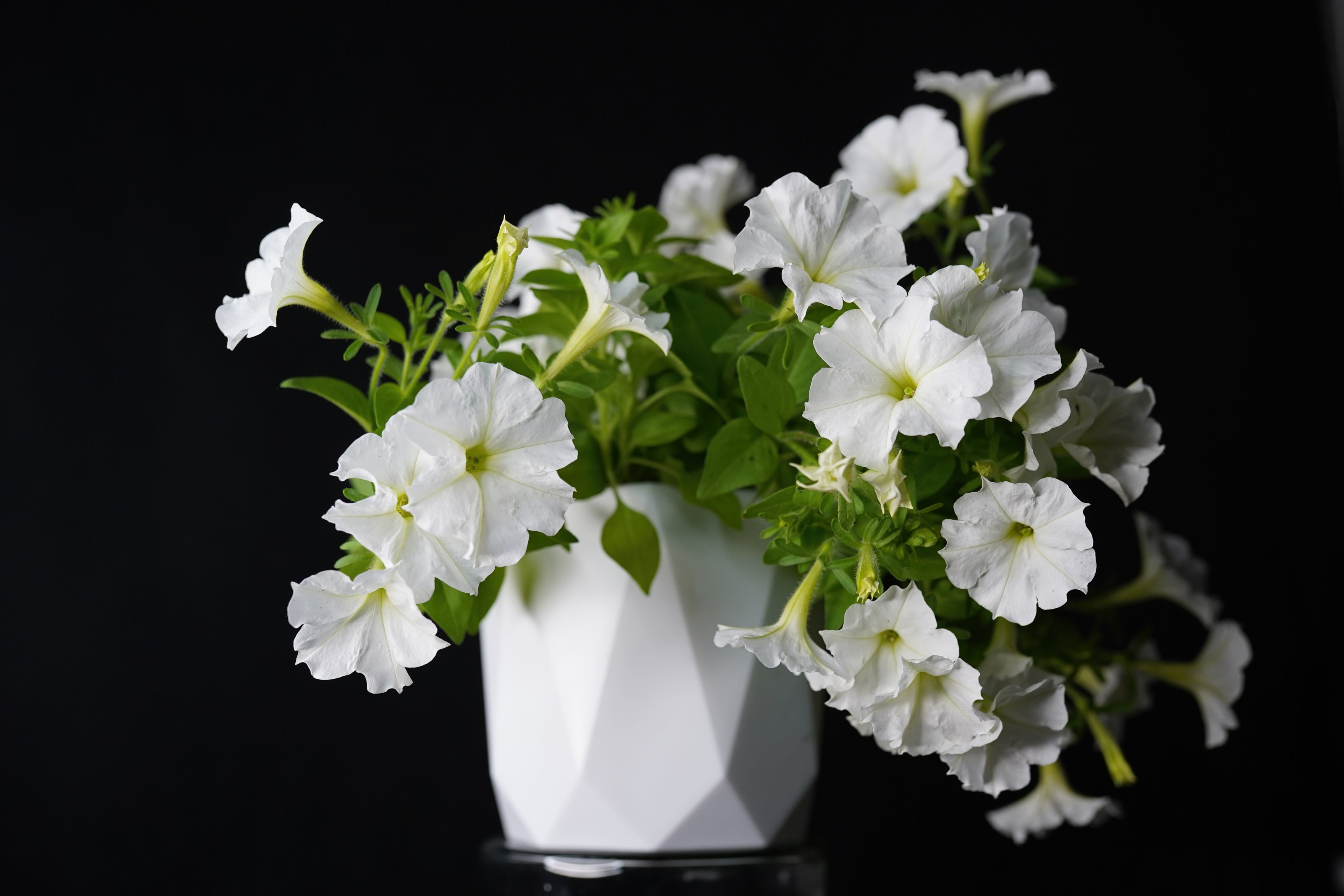 Glowing plants by Light Bio