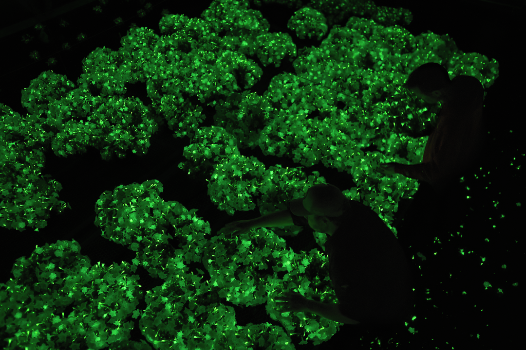 Care-instructions – Light Bio