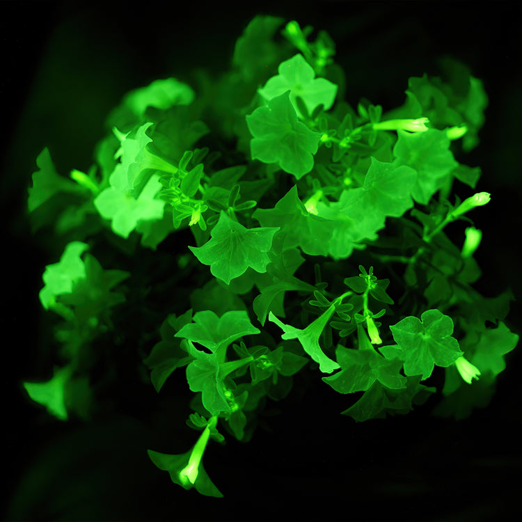 Glowing Plants by Light Bio