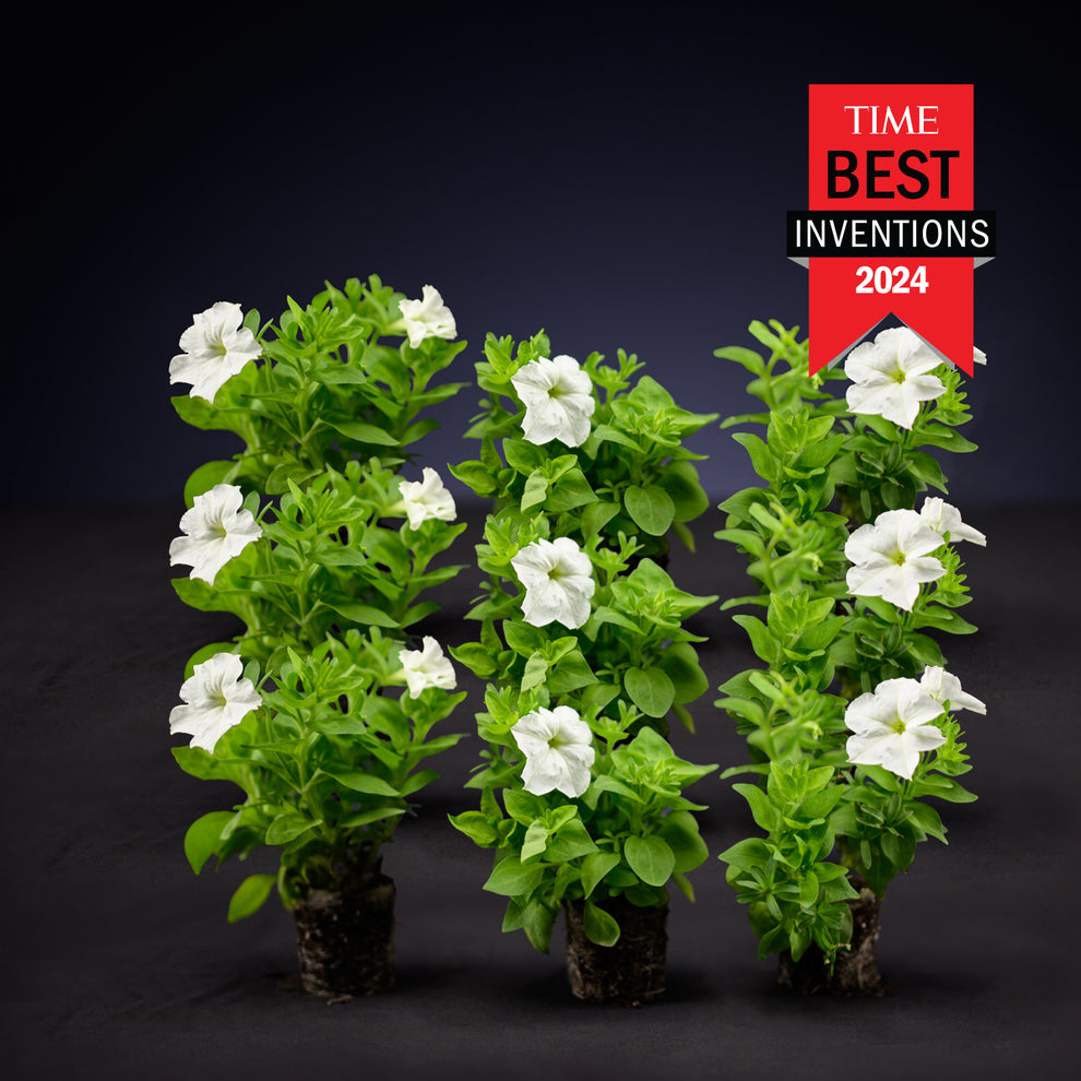 Light Bio Firefly Petunia Starter Sets (45mm Plants)