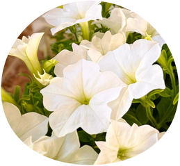 Glowing plants by Light Bio