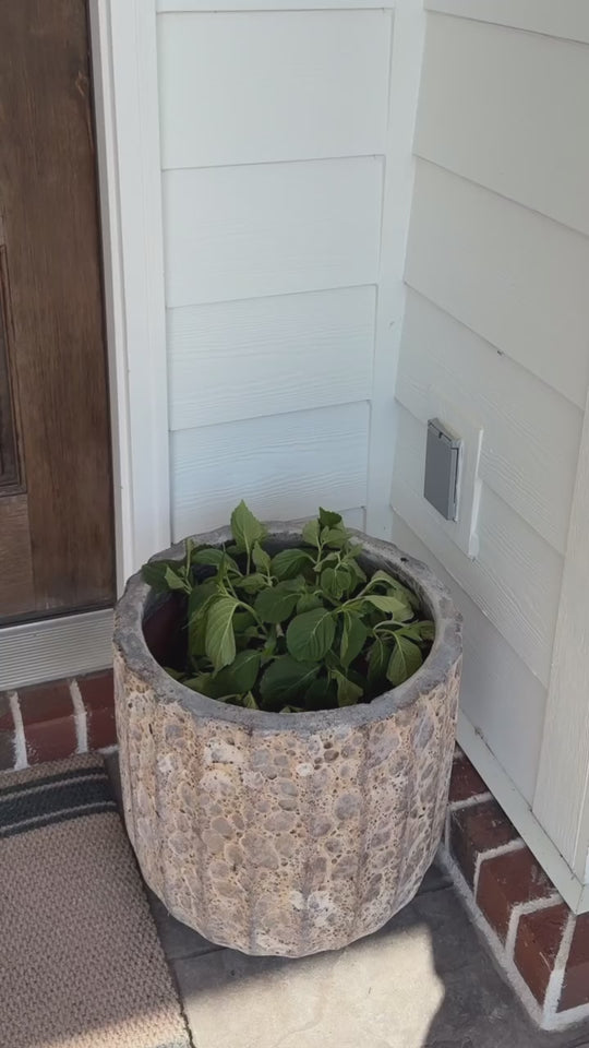 Glowing plants by Light Bio