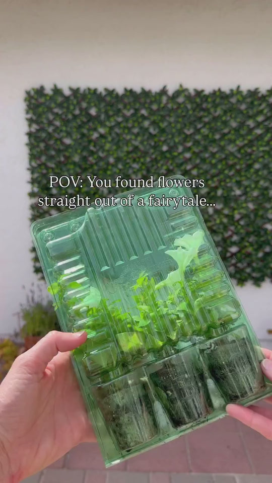 Glowing plants by Light Bio