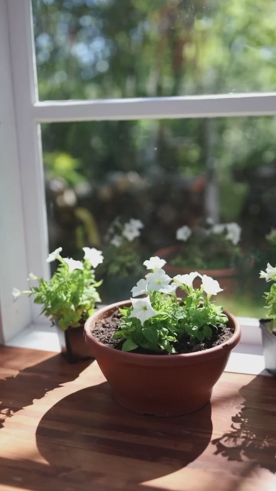 Glowing plants by Light Bio